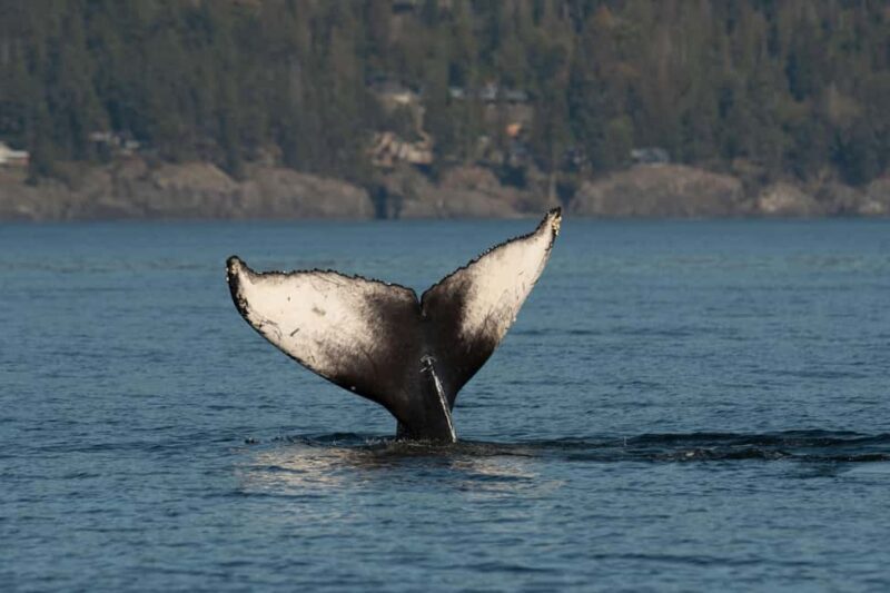 Vancouver: Zodiac Whale Watching Tour from Granville Island - FAQs
