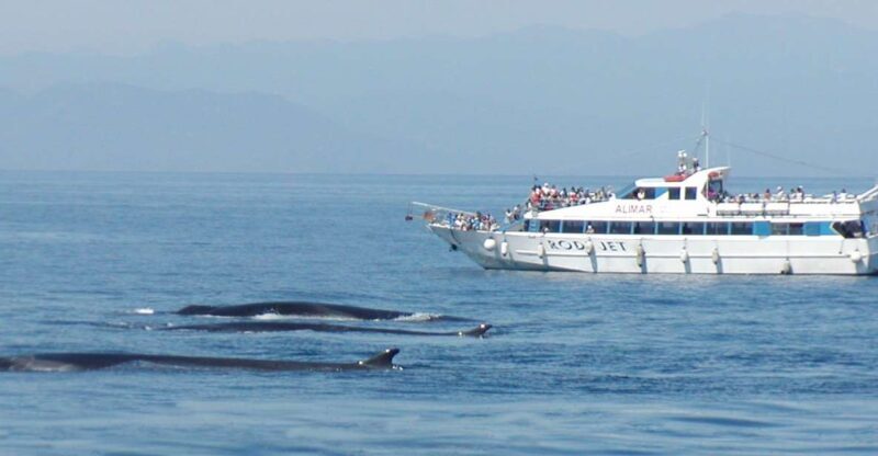 Varazze: Pelagos Sanctuary Guided Cetacean Watching Tour - Exploring the Pelagos Sanctuary: What to Expect