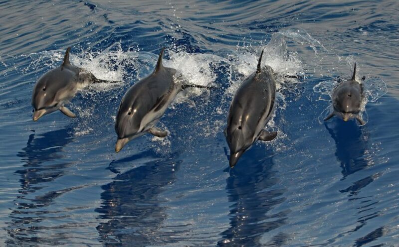 Varazze: Pelagos Sanctuary Guided Cetacean Watching Tour - FAQ