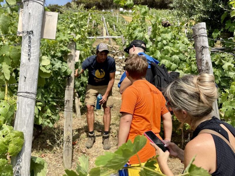 Vernazza: Panoramic Vineyard Trekking Tour w/ Wine Tasting - Key Points