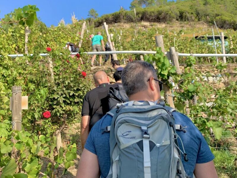 Vernazza: Panoramic Vineyard Trekking Tour w/ Wine Tasting - Who Would Enjoy This Tour?