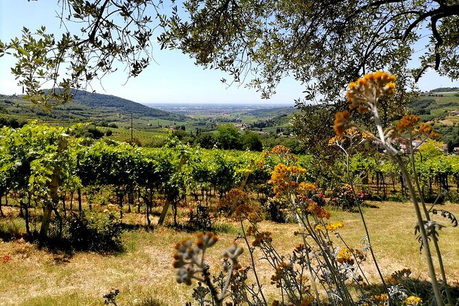 Verona - Cellar Tour and Tasting of NATURAL WINES - Who Is This Tour Best For?