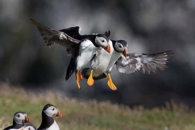 Vestmannaeyjar: Puffin, Island, and Volcano Boat Tour - Exploring the Vestmannaeyjar Puffin, Island, and Volcano Boat Tour