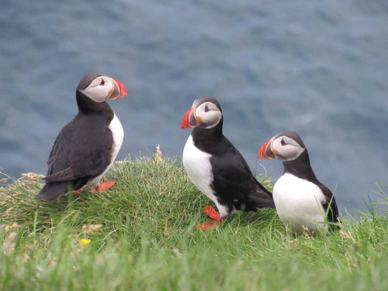 Vestmannaeyjar: Puffin, Island, and Volcano Boat Tour - Final Thoughts