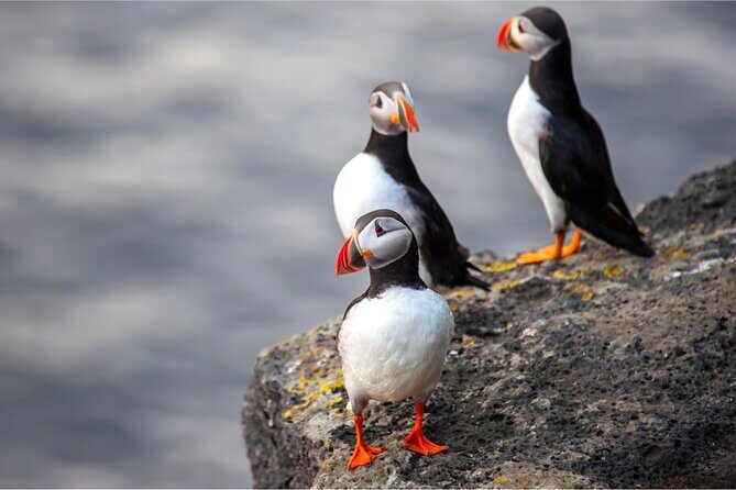 Vestmannaeyjar, Puffins & Volcanoes Small Group Day Tour - Puffin Paradise: Storhöfði (Great Cape)