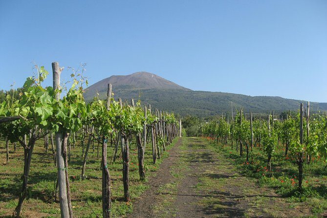 Vesuvius & Vineyard select from Sorrento - The Breakdown of the Itinerary