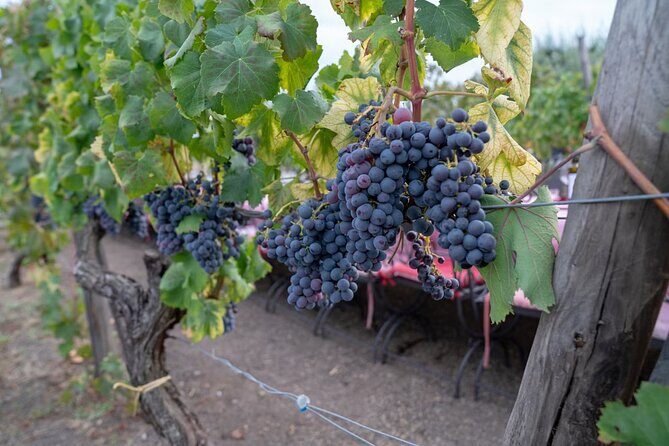 Vesuvius Wine Tasting Experience with Lunch Included - The Sum Up: Who Is This Tour Best For?