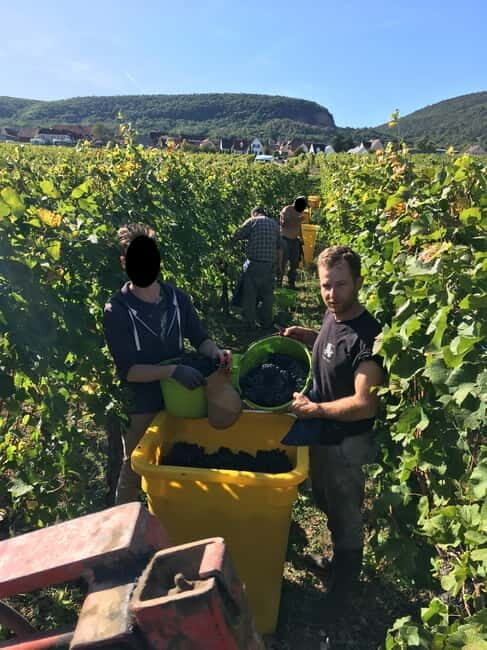 Vgtlinshoffen: Alsace Wine Tasting - The Sum Up: Who Should Consider This Experience?