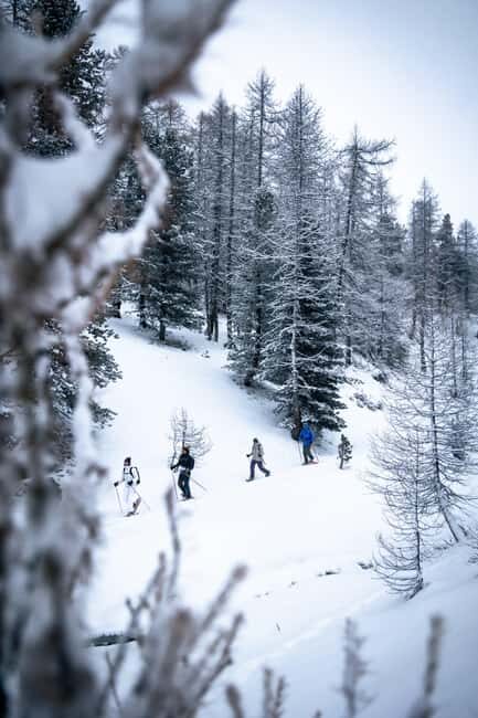 Vialattea: Snowshoeing in the Snowy Forest - Pricing and Value