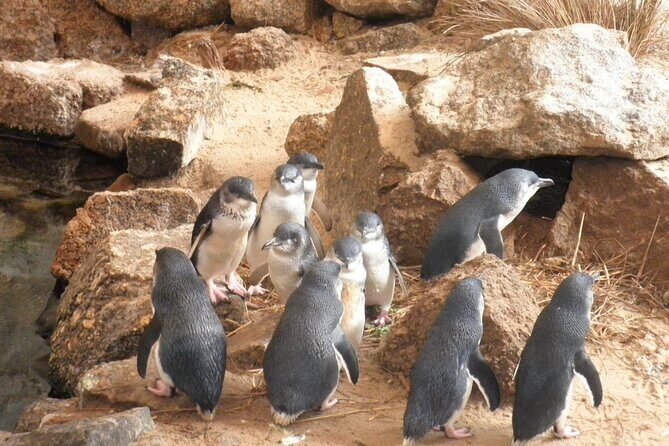 Victor Harbor and Fleurieu Peninsula Tour - Introduction: Why Choose the Victor Harbor and Fleurieu Peninsula Tour?  