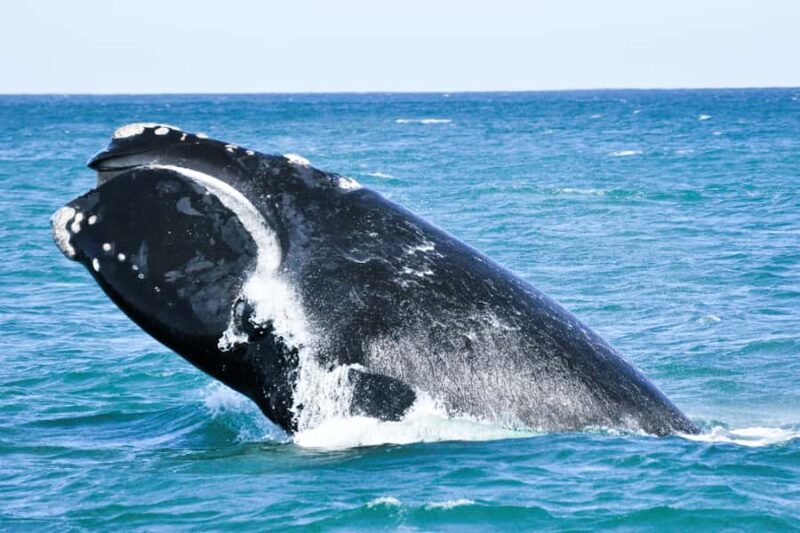 Victor Harbor: Southern Ocean Adventure Cruise with Guide - Key Points