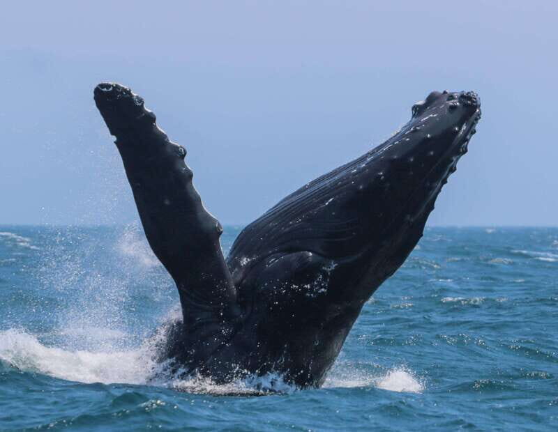 Victoria: 3-Hour Zodiac Whale-Watching Tour - Victoria: 3-Hour Zodiac Whale-Watching Tour Review