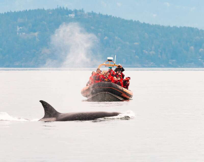 Victoria: 3-Hour Zodiac Whale-Watching Tour - Key Points  