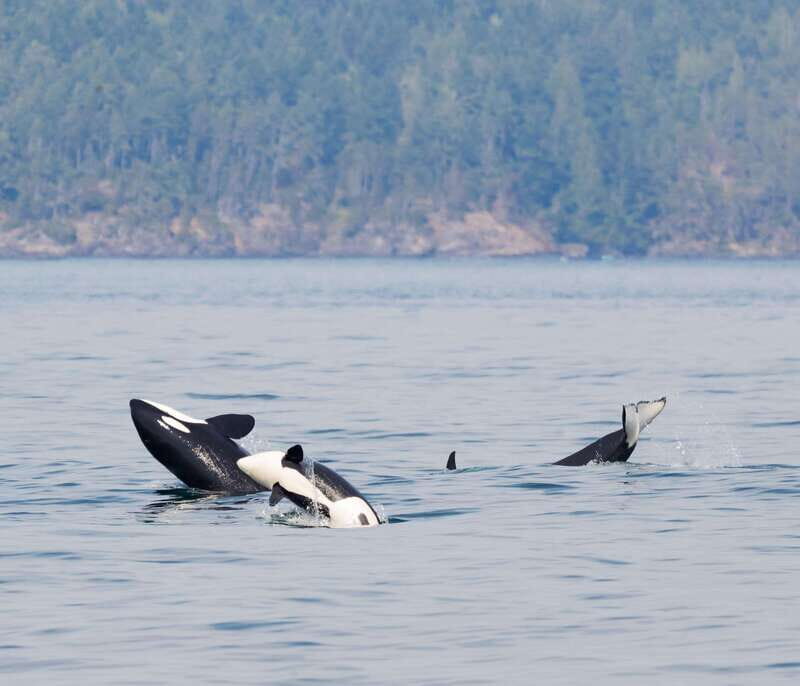 Victoria: 3-Hour Zodiac Whale-Watching Tour - What Sets This Tour Apart?