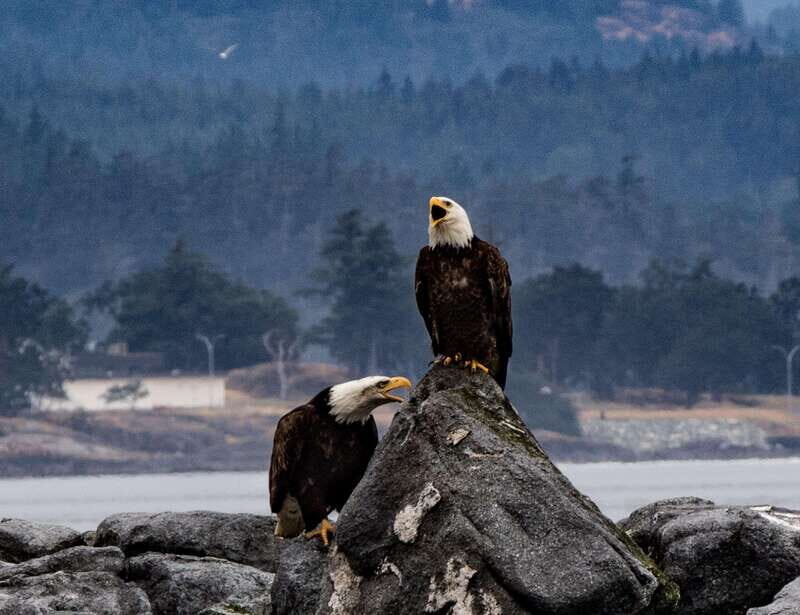 Victoria: 3-Hour Zodiac Whale-Watching Tour - Potential Drawbacks or Considerations