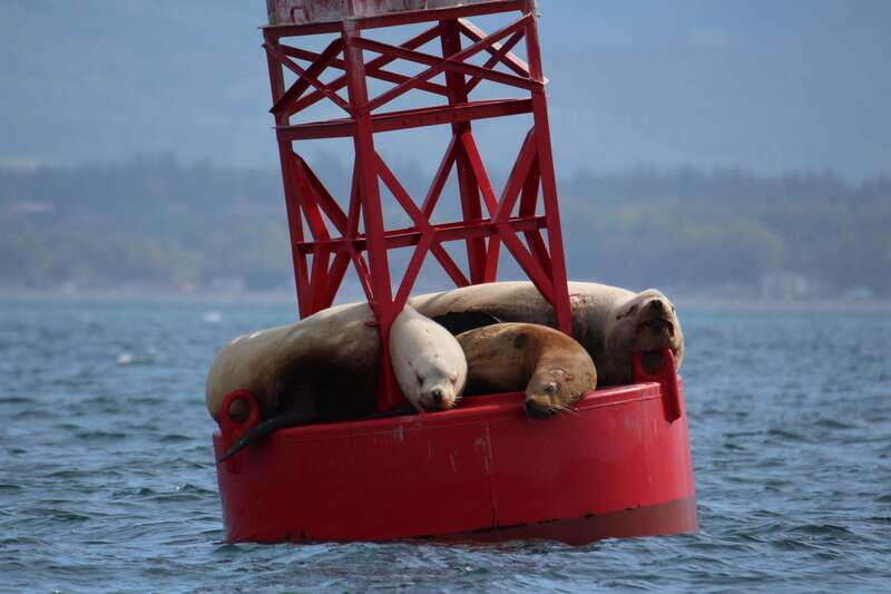 Victoria: 3-Hour Zodiac Whale-Watching Tour - Who Would Love This Tour?