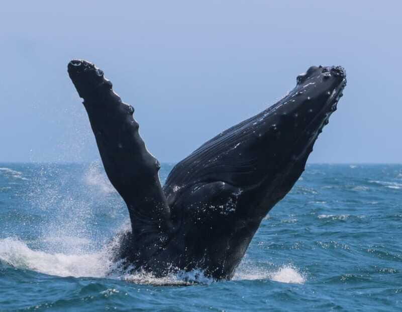 Victoria: 3-Hour Zodiac Whale-Watching Tour - FAQ