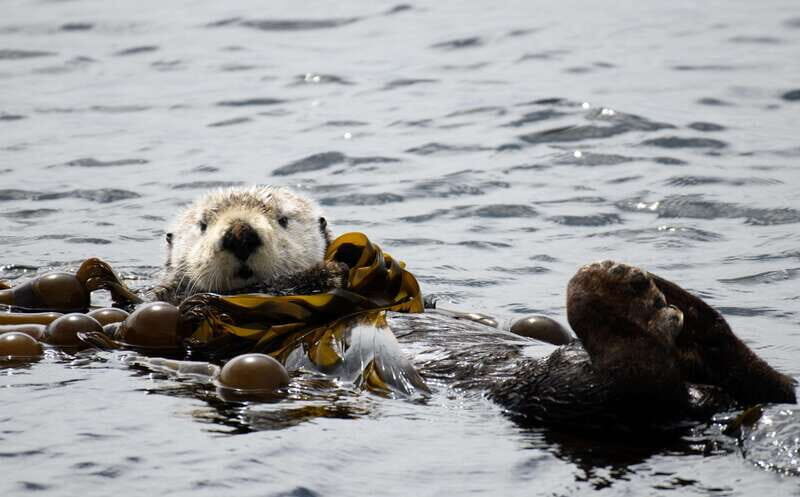 Victoria: 3-Hour Zodiac Whale-Watching Tour - Final Thoughts