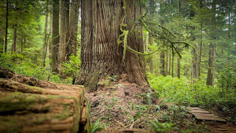 Victoria: 4-Day Tofino and Port Renfrew Tour with Flights - An In-Depth Look at the 4-Day Itinerary