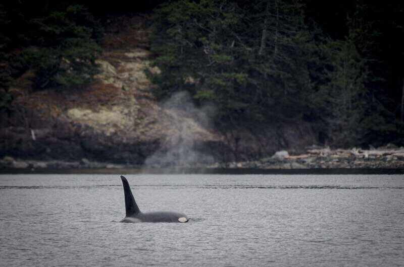 Victoria: 4-Day Tofino and Port Renfrew Tour with Flights - Authentic Experiences That Make This Tour Special