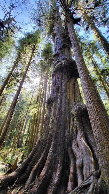 Victoria: 4-Day Tofino and Port Renfrew Tour with Flights - Practicalities & Tips