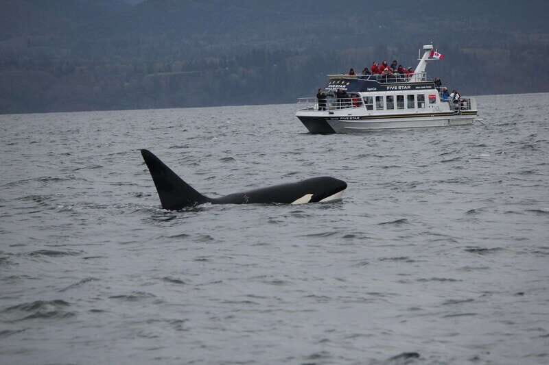 Victoria BC: 3 Hour Expedition Catamaran Whale Watching Tour - The Experience: What You Can Expect
