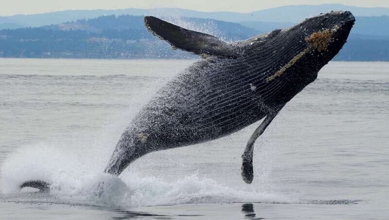 Victoria, BC: 3-Hour Ultimate Whale & Marine Wildlife Tour - A Closer Look at the Victoria Whale & Marine Wildlife Tour
