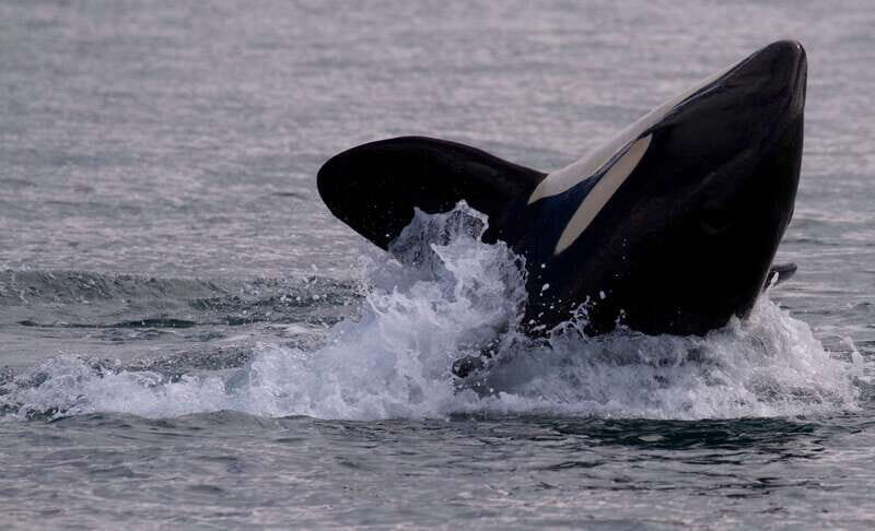 Victoria, BC: 3-Hour Ultimate Whale & Marine Wildlife Tour - Who Is This Tour Perfect For?