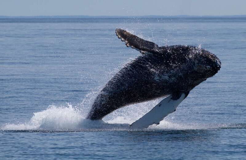 Victoria, BC: 3-Hour Ultimate Whale & Marine Wildlife Tour - FAQ