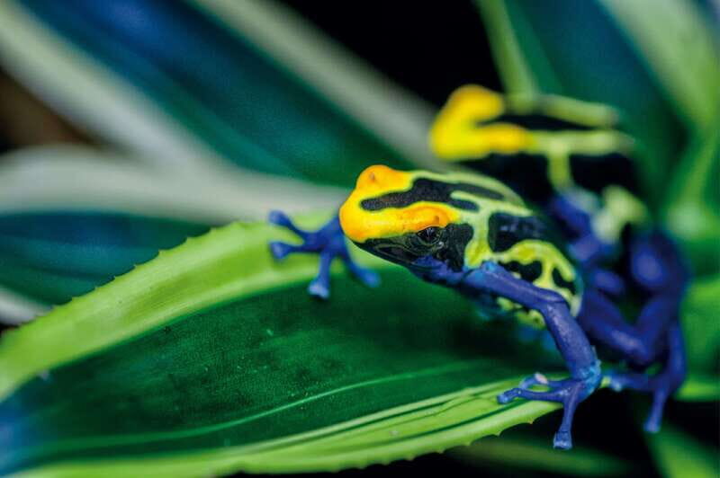 Victoria: Butterfly Gardens Admission Ticket - Key Points