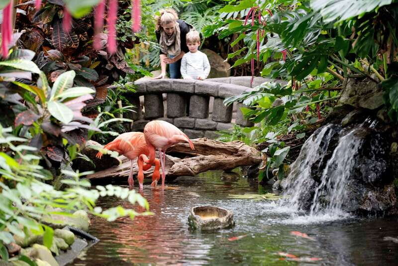 Victoria: Butterfly Gardens Admission Ticket - The Experience and Atmosphere