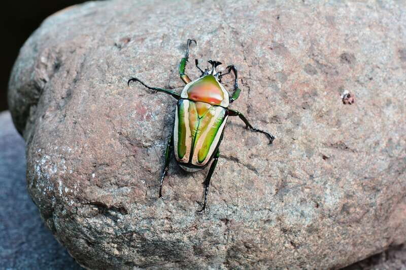 Victoria: Butterfly Gardens Admission Ticket - Who Will Love This Experience?