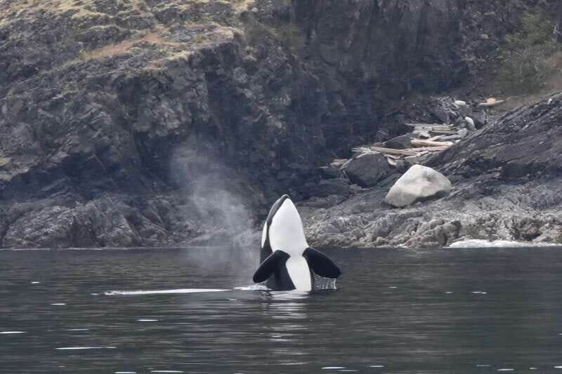 Victoria: Covered Whale Watching Adventure with Free Photos - Who Will Love This Tour?