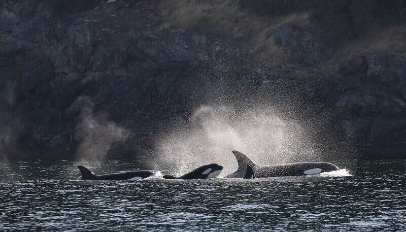 Victoria: Guided Wildlife-Watching Tour by Catamaran - Key Points
