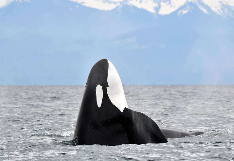 Victoria: Guided Wildlife-Watching Tour by Catamaran - An In-Depth Look at the Wildlife-Watching Experience