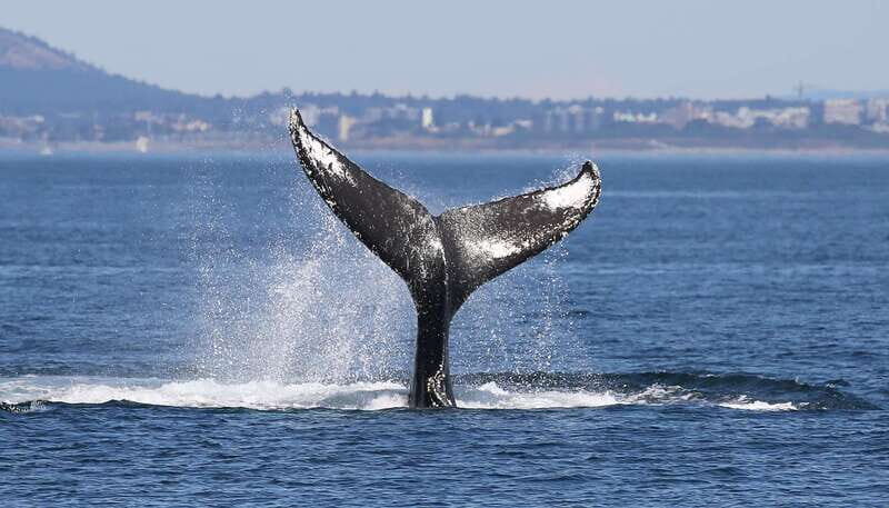 Victoria: Guided Wildlife-Watching Tour by Catamaran - The Sum Up