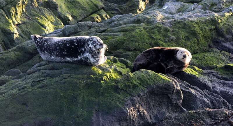 Victoria: Guided Wildlife-Watching Tour by Catamaran - FAQ