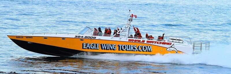 Victoria: Morning Whale-Watching Tour in Scarab Boat - Key Points