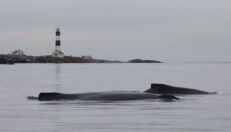 Victoria: Morning Whale-Watching Tour in Scarab Boat - Guides and Crew: Knowledgeable and Engaging