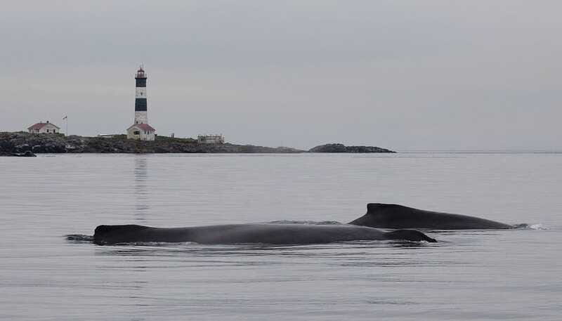 Victoria: Morning Whale-Watching Tour in Scarab Boat - Value for Money