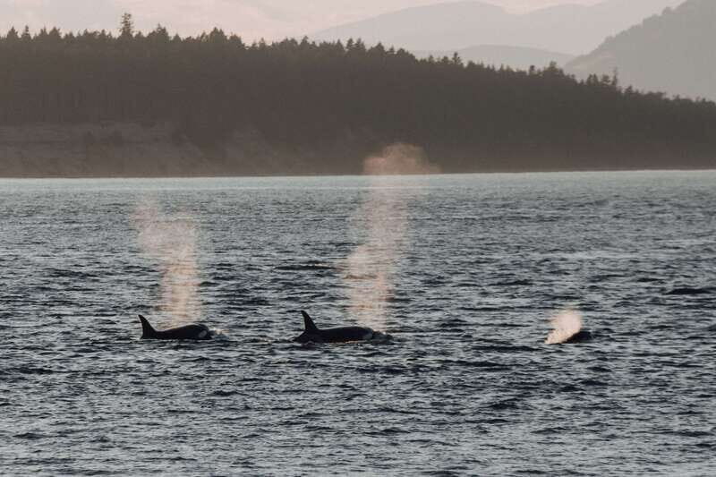 Victoria: Morning Whale-Watching Tour in Scarab Boat - Practical Tips for Your Trip