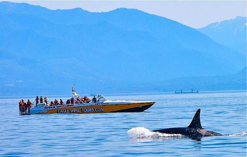 Victoria: Morning Whale-Watching Tour in Scarab Boat - FAQ