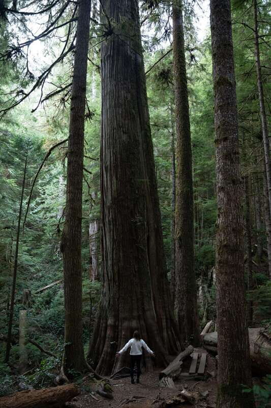 Victoria: Old Growth Rainforest Canyon Waterfall and Beaches
