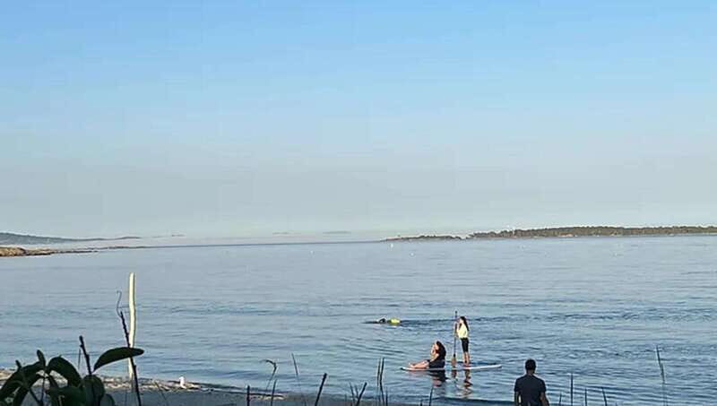 Victoria: Paddle Board Tour at Willows Beach - An In-Depth Look at the Paddle Board Tour