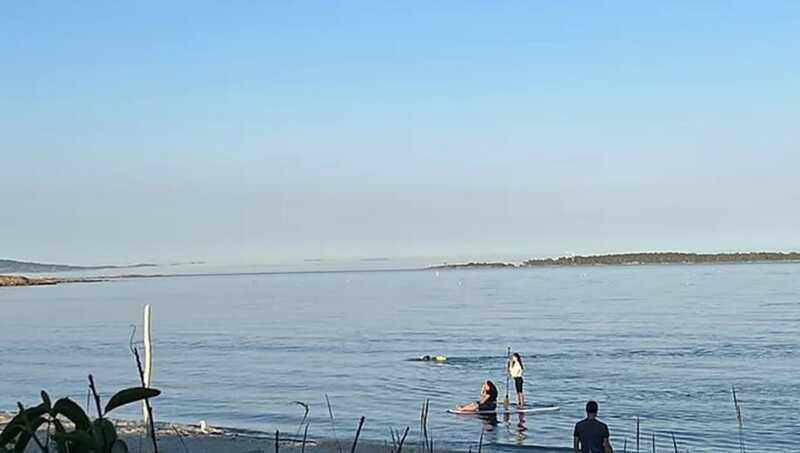 Victoria: Paddle Board Tour at Willows Beach - Who Would Love This Tour?