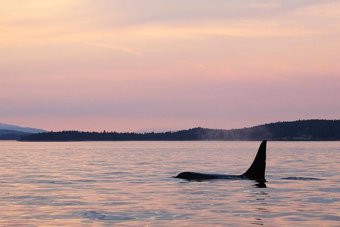 Victoria Sunset Whale-Watching Cruise - Who Should Know About This Tour?