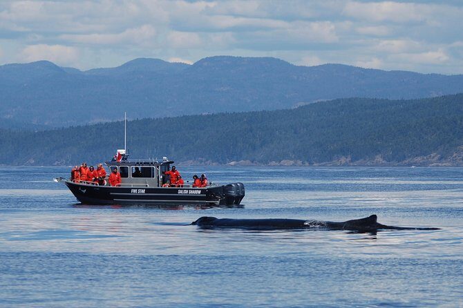 Victoria Ultimate Marine Whale & Wildlife Tour - FAQ