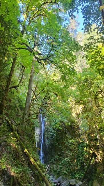 Victoria Waterfall, Skywalk, Beach Picnic, Castle and Whales - Introduction: A Balanced Day of Wonders in Victoria  