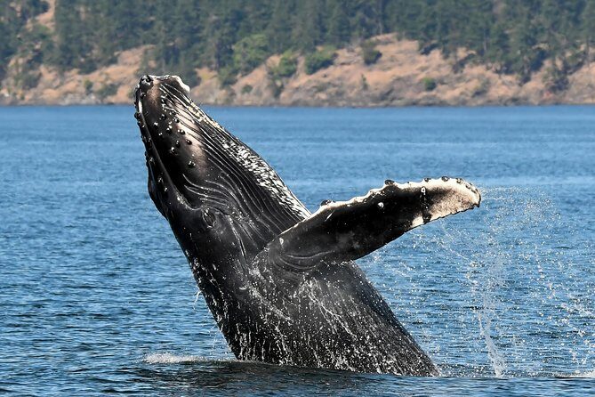Victoria Whale and Wildlife Cruise - The Value of the Tour: Is It Worth It?
