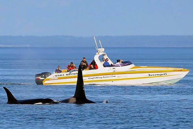 Victoria Whale and Wildlife Cruise - Who Should Book This Tour?
